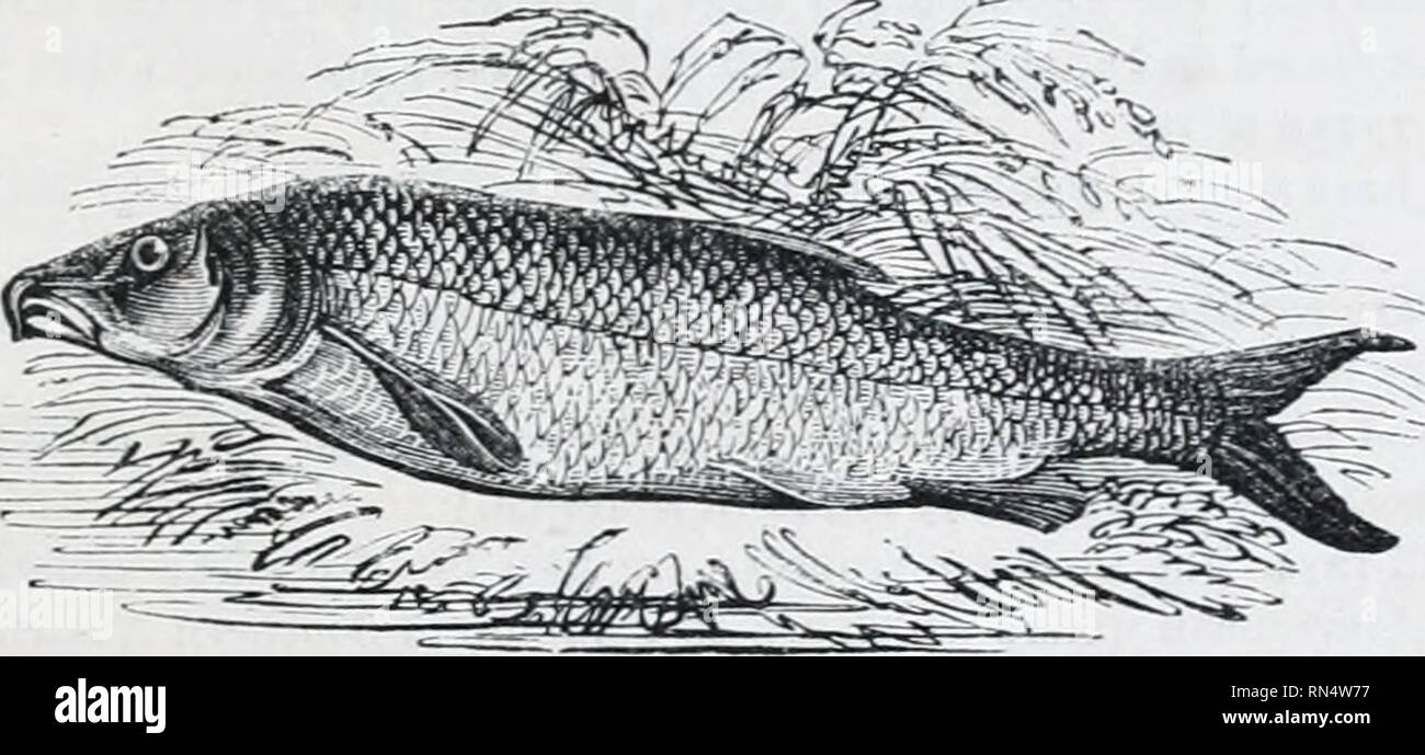 Carp's tongue hi-res stock photography and images - Alamy