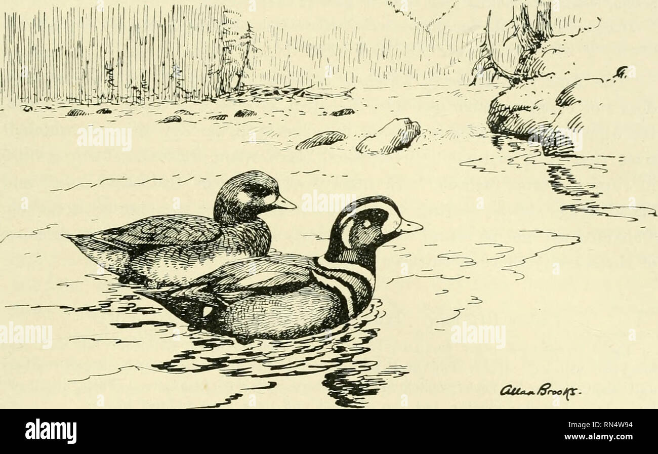 . Animal life in the Yosemite; an account of the mammals, birds ...