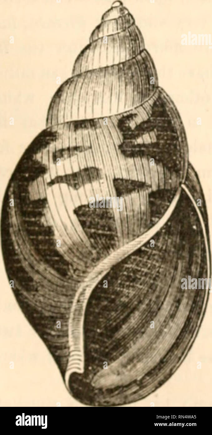 . The animal kingdom, arranged after its organization, forming a ...