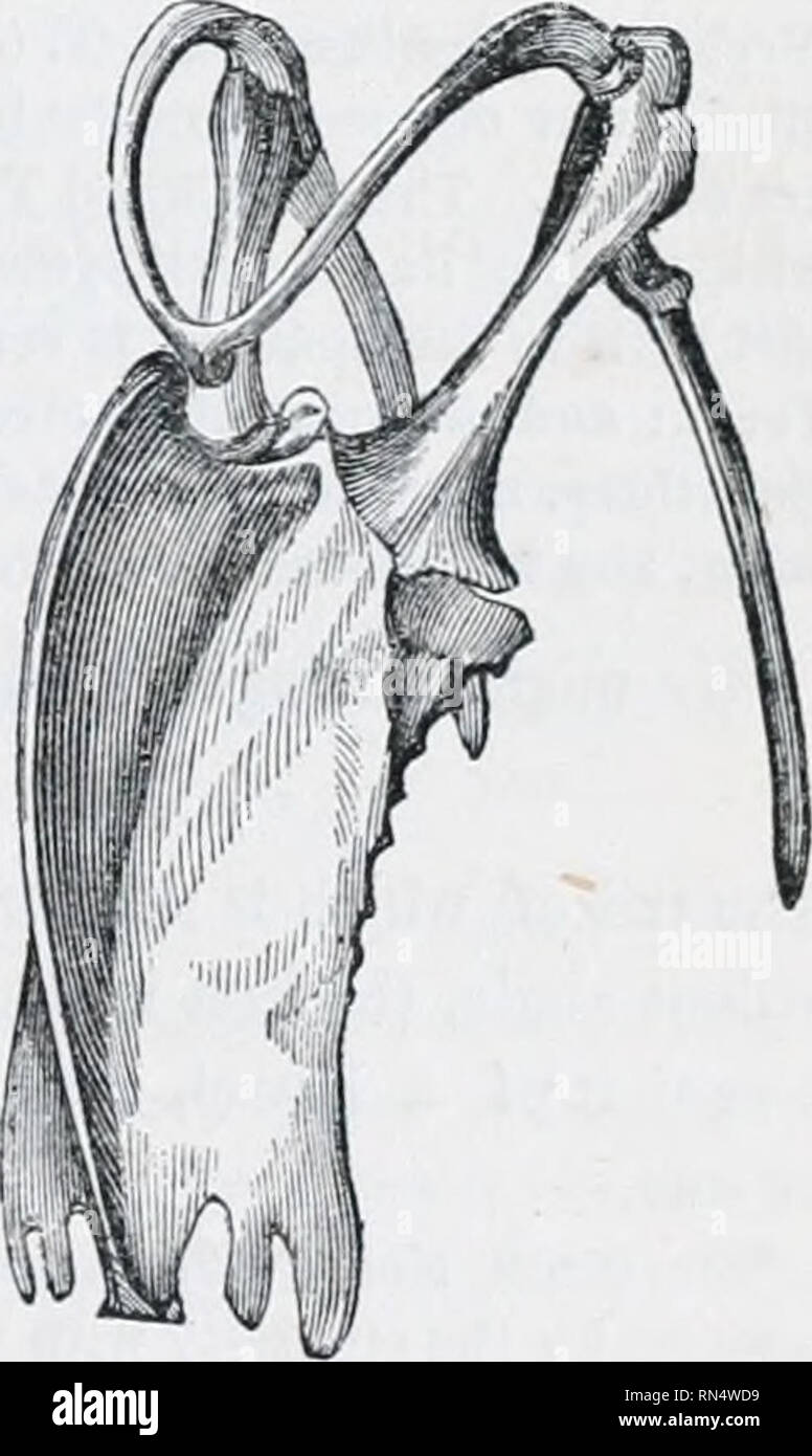 Anatomy of the ducks hi-res stock photography and images - Alamy