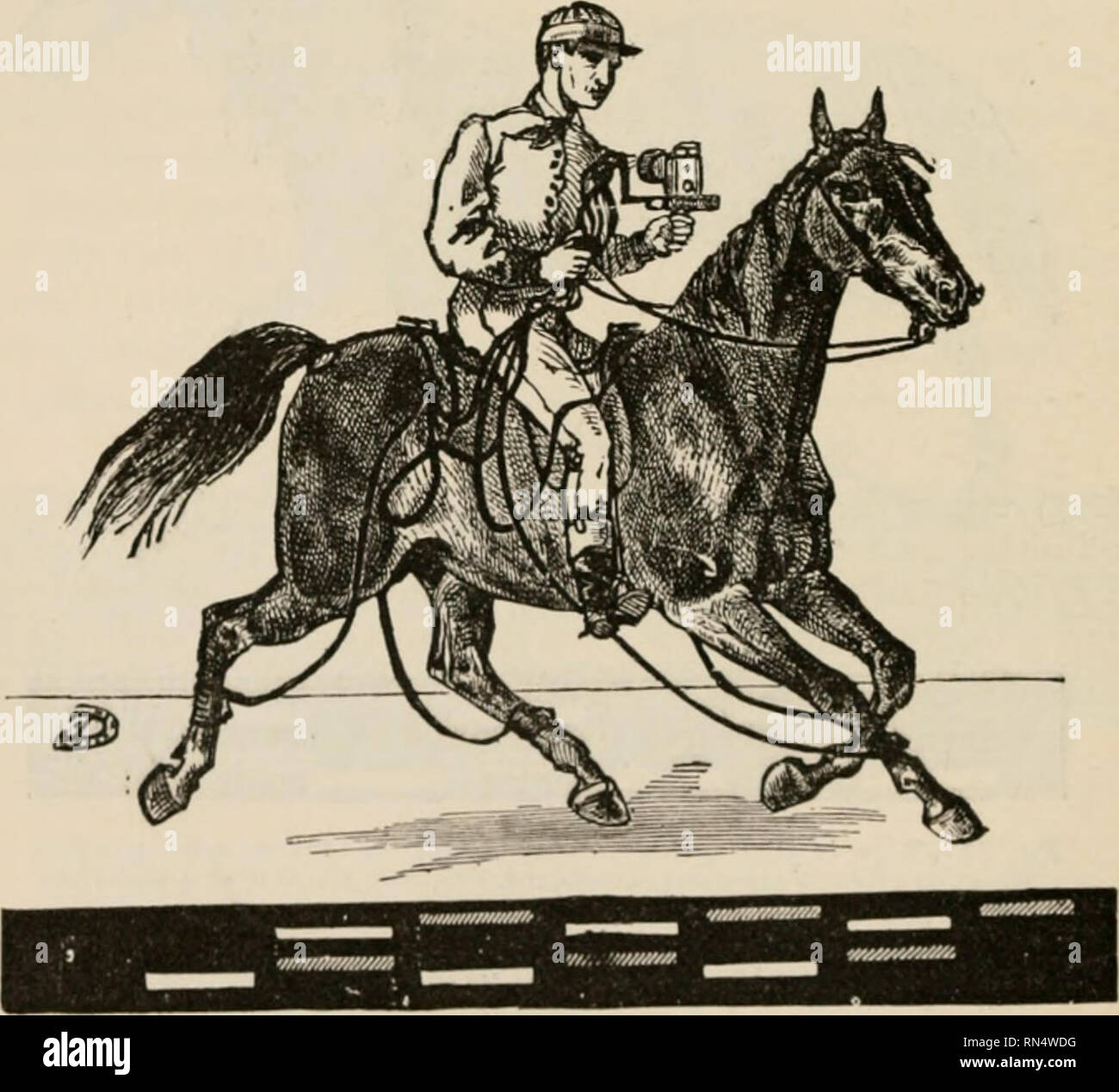 . Animal mechanism: a treatise on terrestrial and aerial locomotion ...