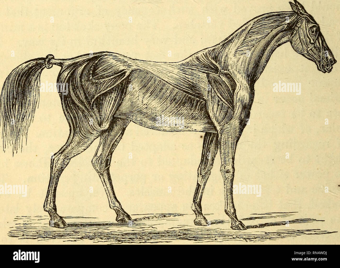 . Animal locomotion, or Walking, swimming, and flying, with a ...