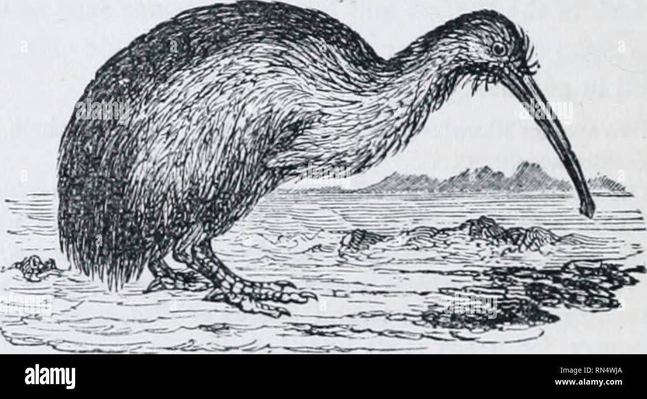 Penguin anatomy hi-res stock photography and images - Alamy