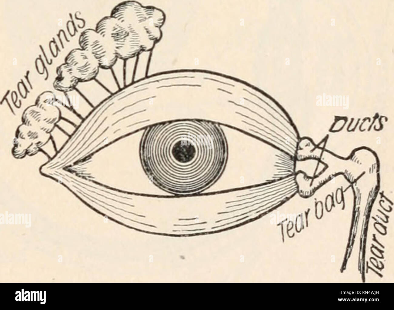 . Animal biology; Human biology. Parts II & III of First course in ...