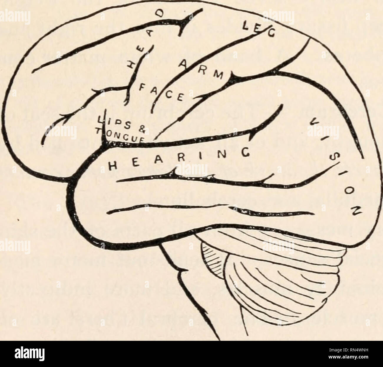 Left and right brain functions hi-res stock photography and images - Alamy