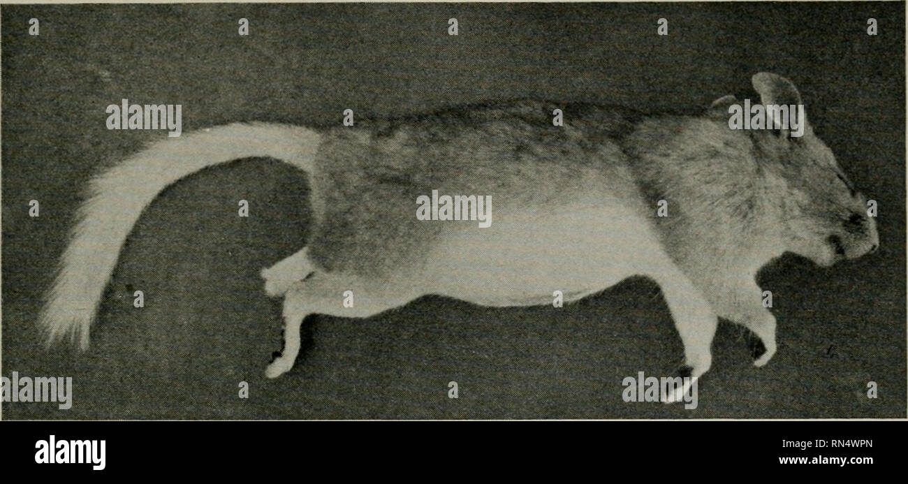 Bushy tailed wood rat hi-res stock photography and images - Alamy