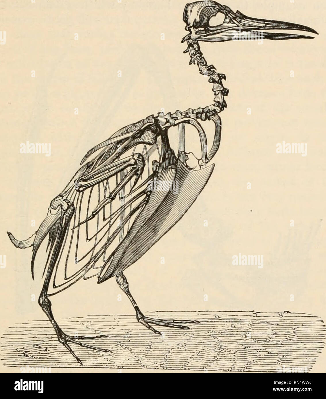 Penguin Muscles Drawing Penguins With 3d Models By Bunnyhoofs Make