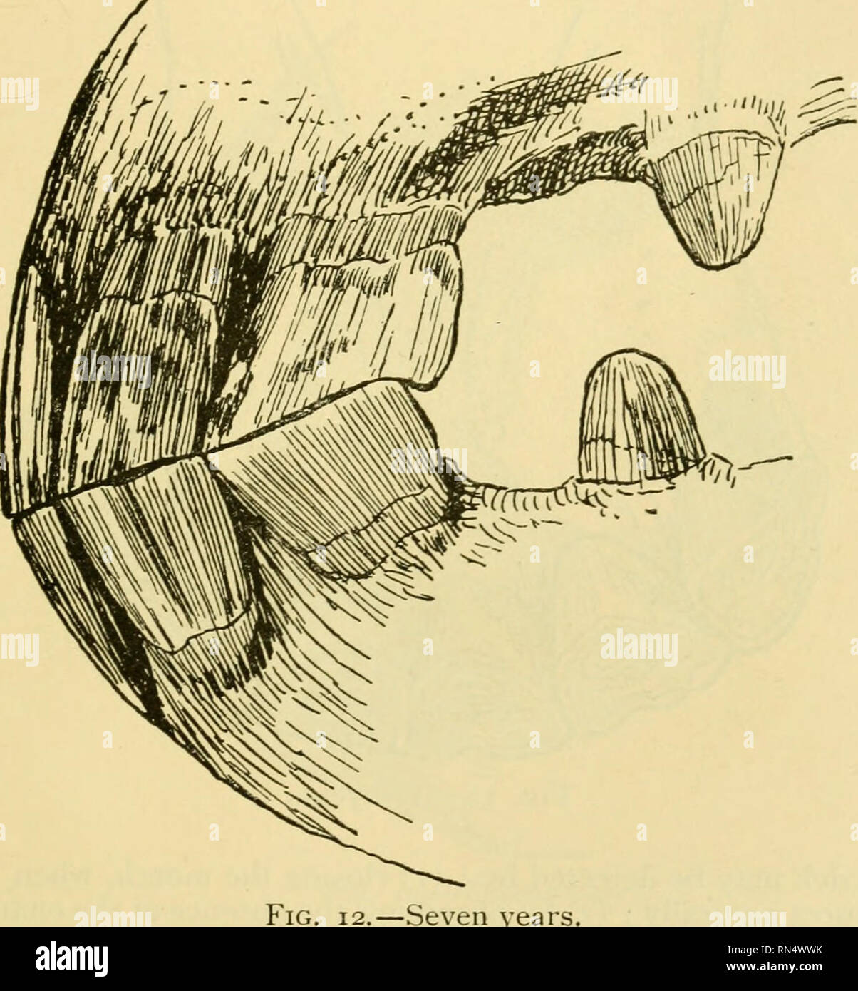 . Animal management. 1908. Horses; Horses; Draft animals. THE POINTS OF ...