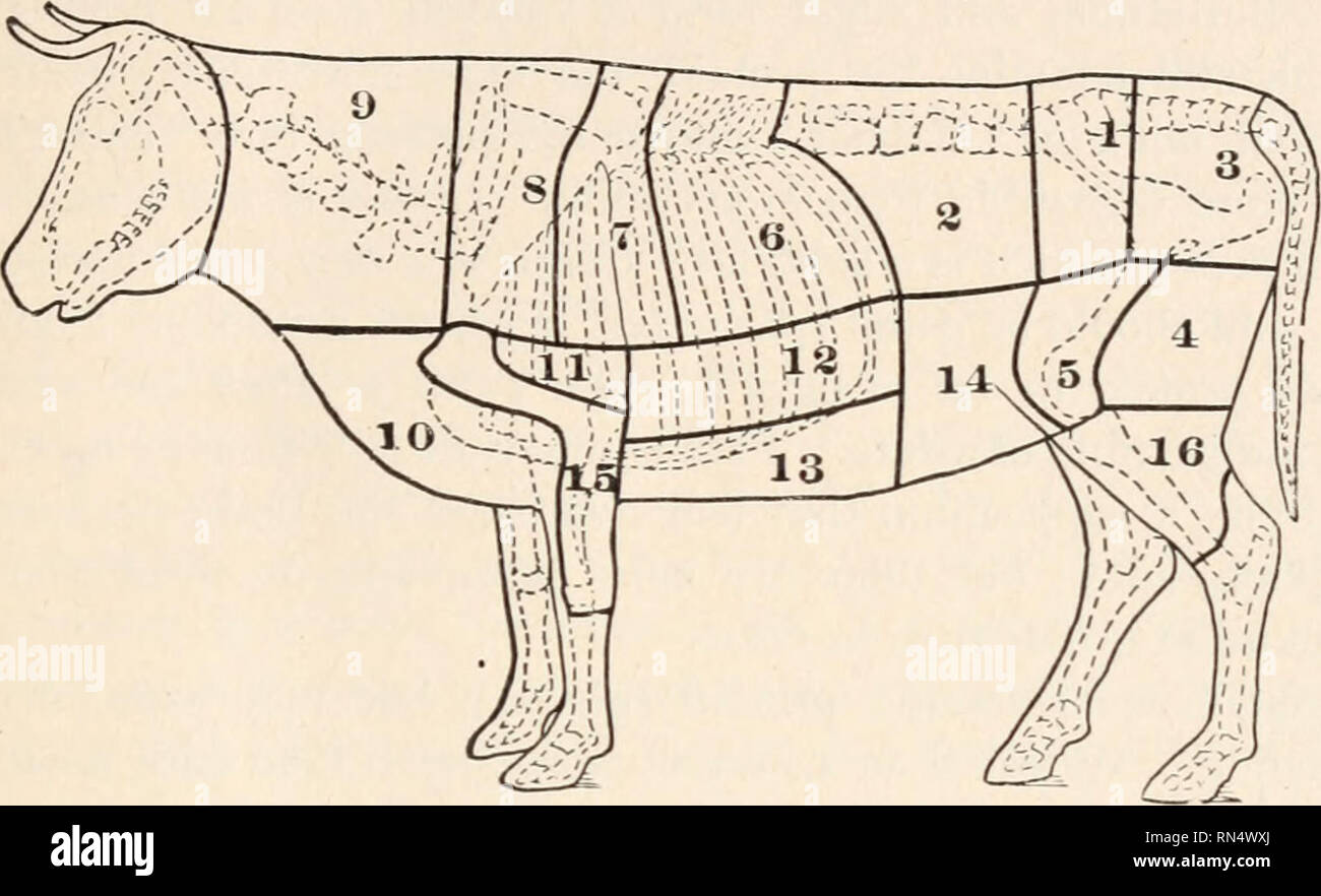 Cuts Of Beef Diagram High Resolution Stock Photography and Images - Alamy