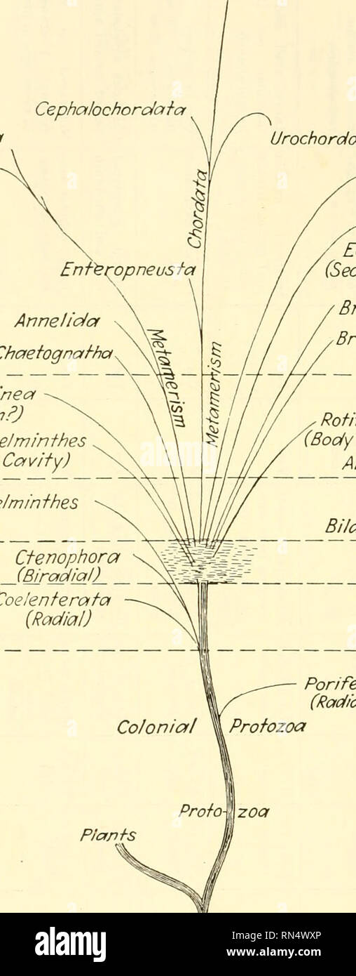 Complete Phylogenetic Tree Of Life