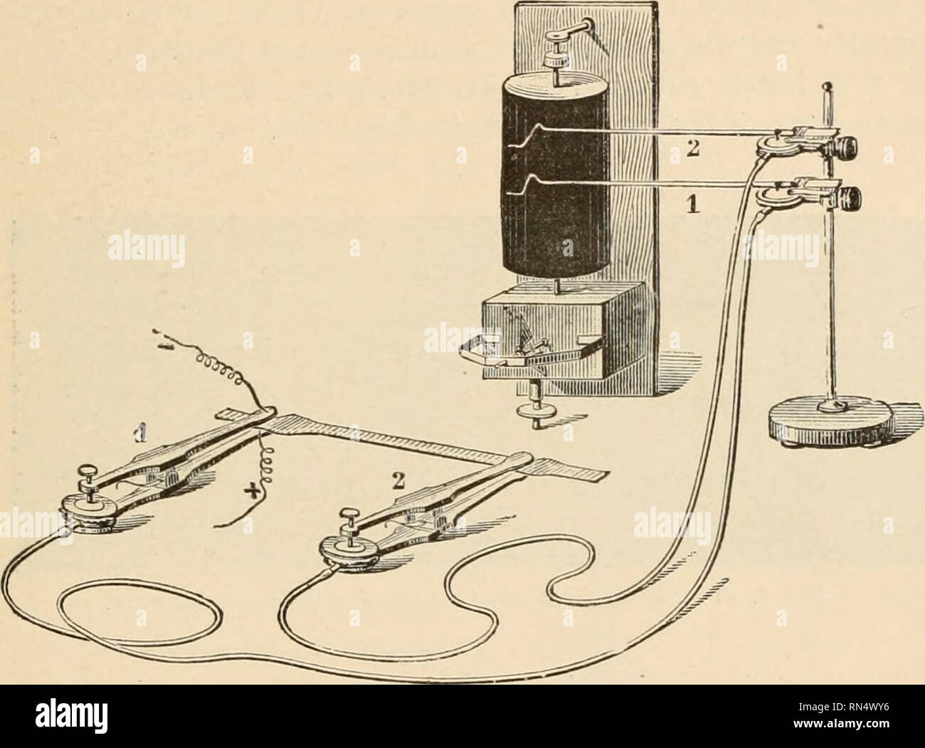 . Animal mechanism: a treatise on terrestrial and aerial locomotion ...