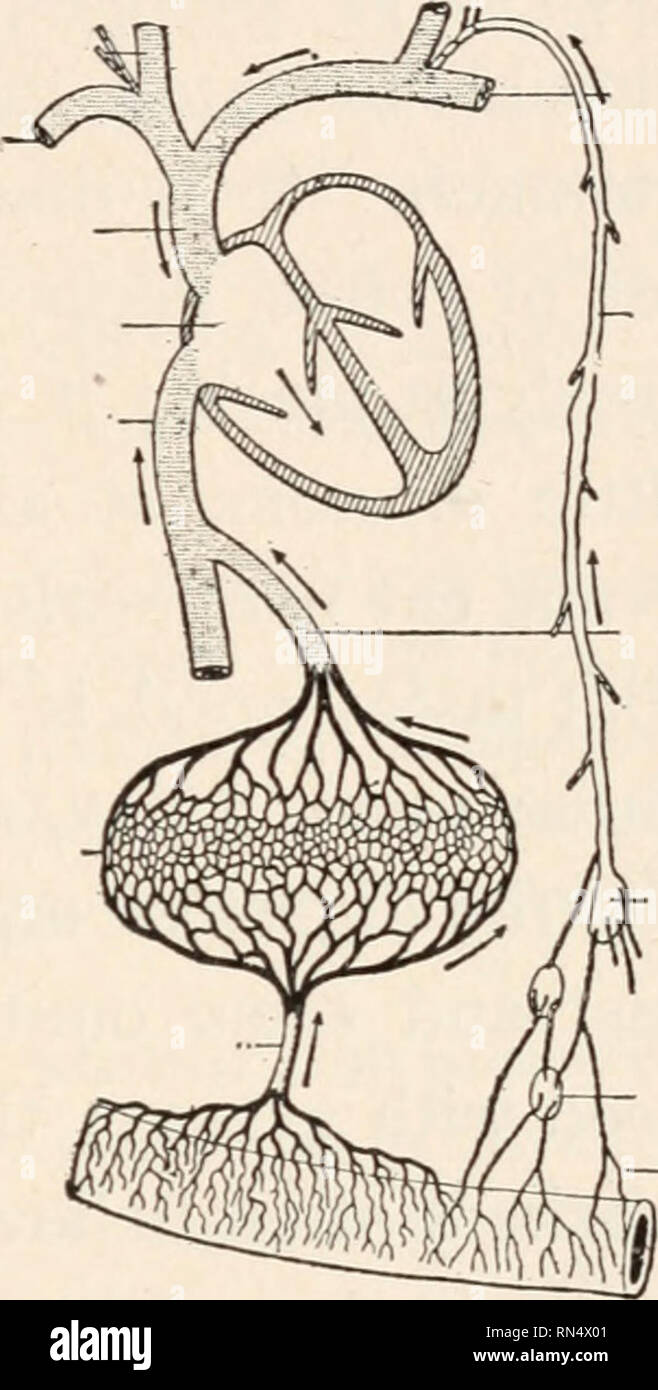 Human large intestine and veins hi-res stock photography and images - Alamy