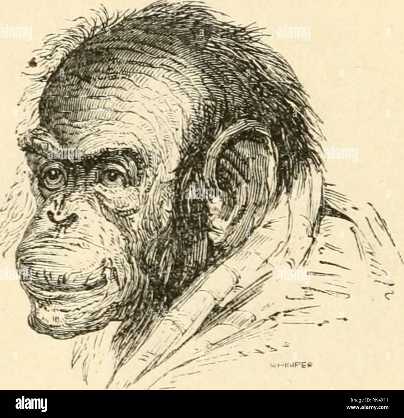 Troglodytes niger hi-res stock photography and images - Alamy