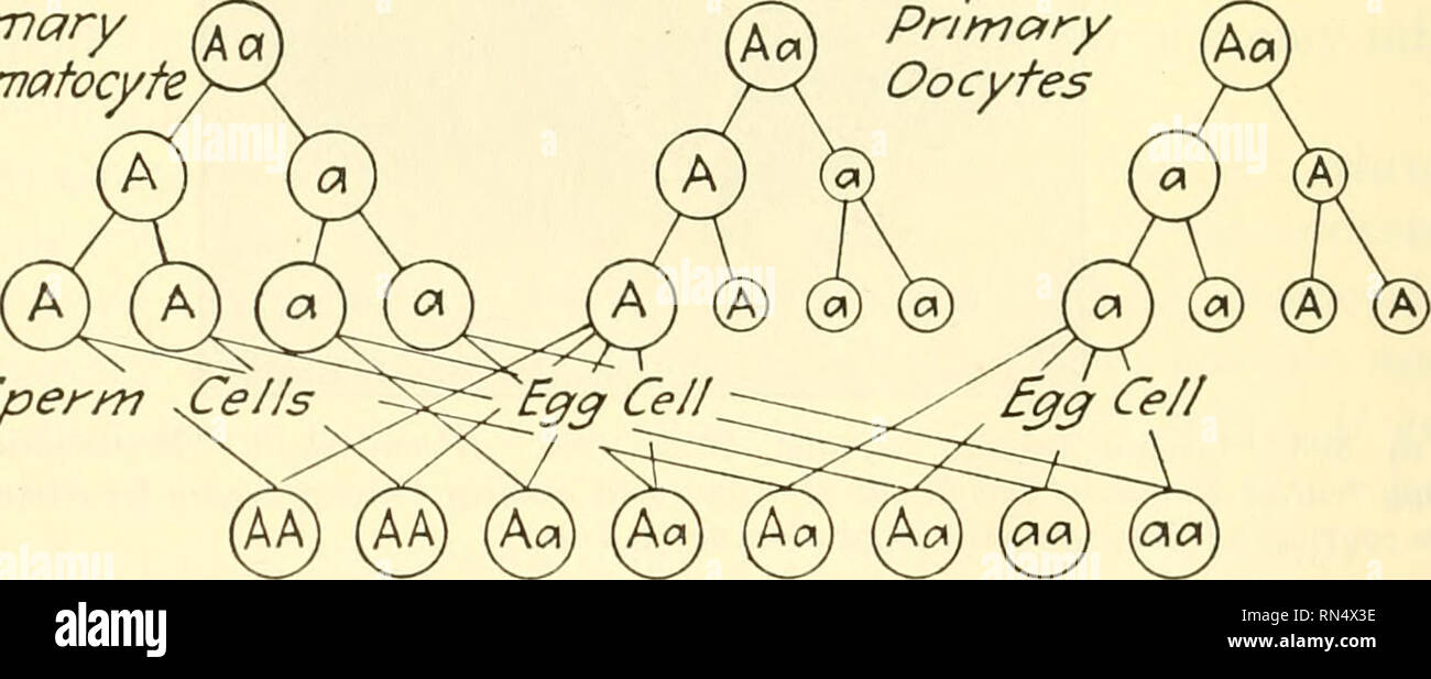 Homozygous Biology