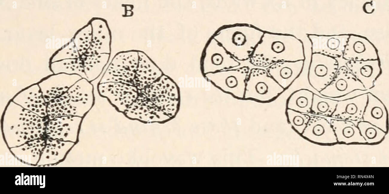 . Animal biology; Human biology. Parts II & III of First course in ...