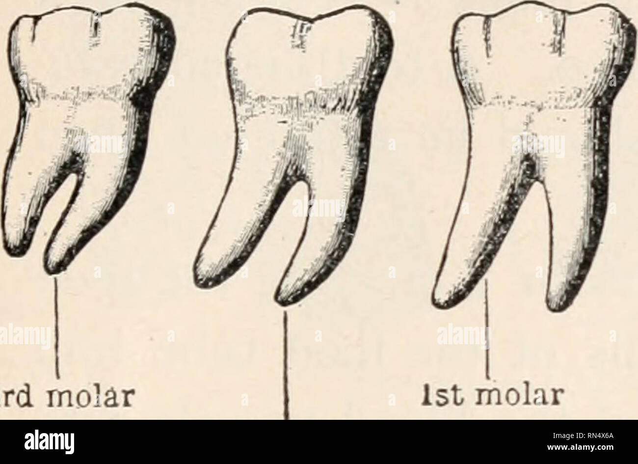 3rd set of teeth hi-res stock photography and images - Alamy