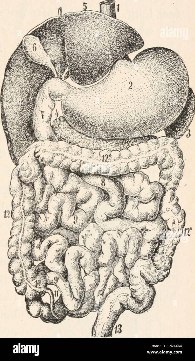 Human digestive small intestine back hi-res stock photography and ...