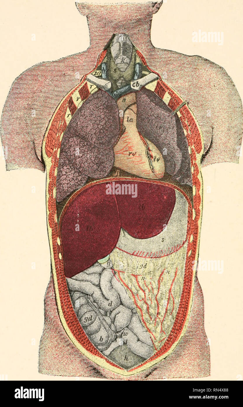 Large intestine ribs hi-res stock photography and images - Alamy
