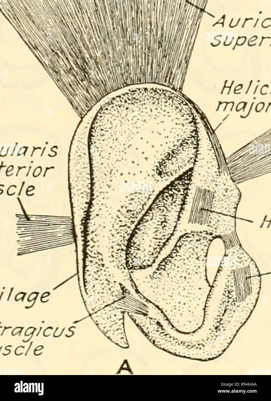 Human Tail Vestigial