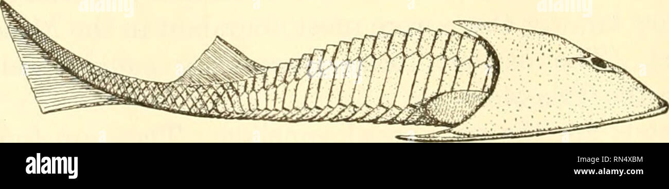 Ostracoderm High Resolution Stock Photography and Images - Alamy