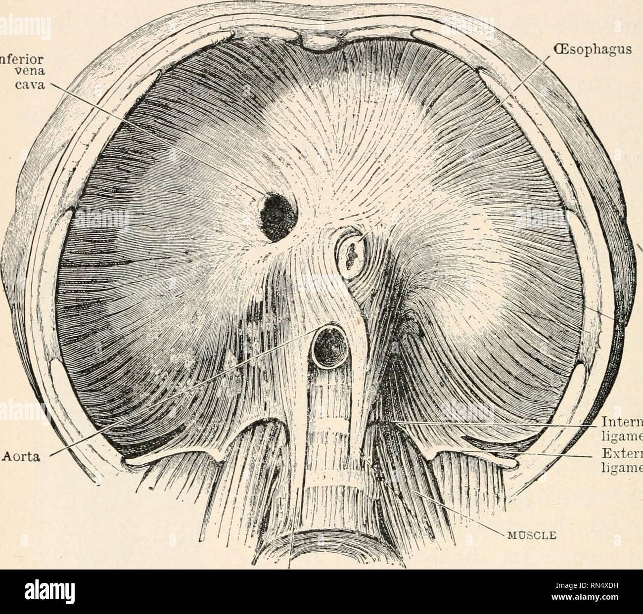. Animal biology; Human biology. Parts II & III of First course in ...