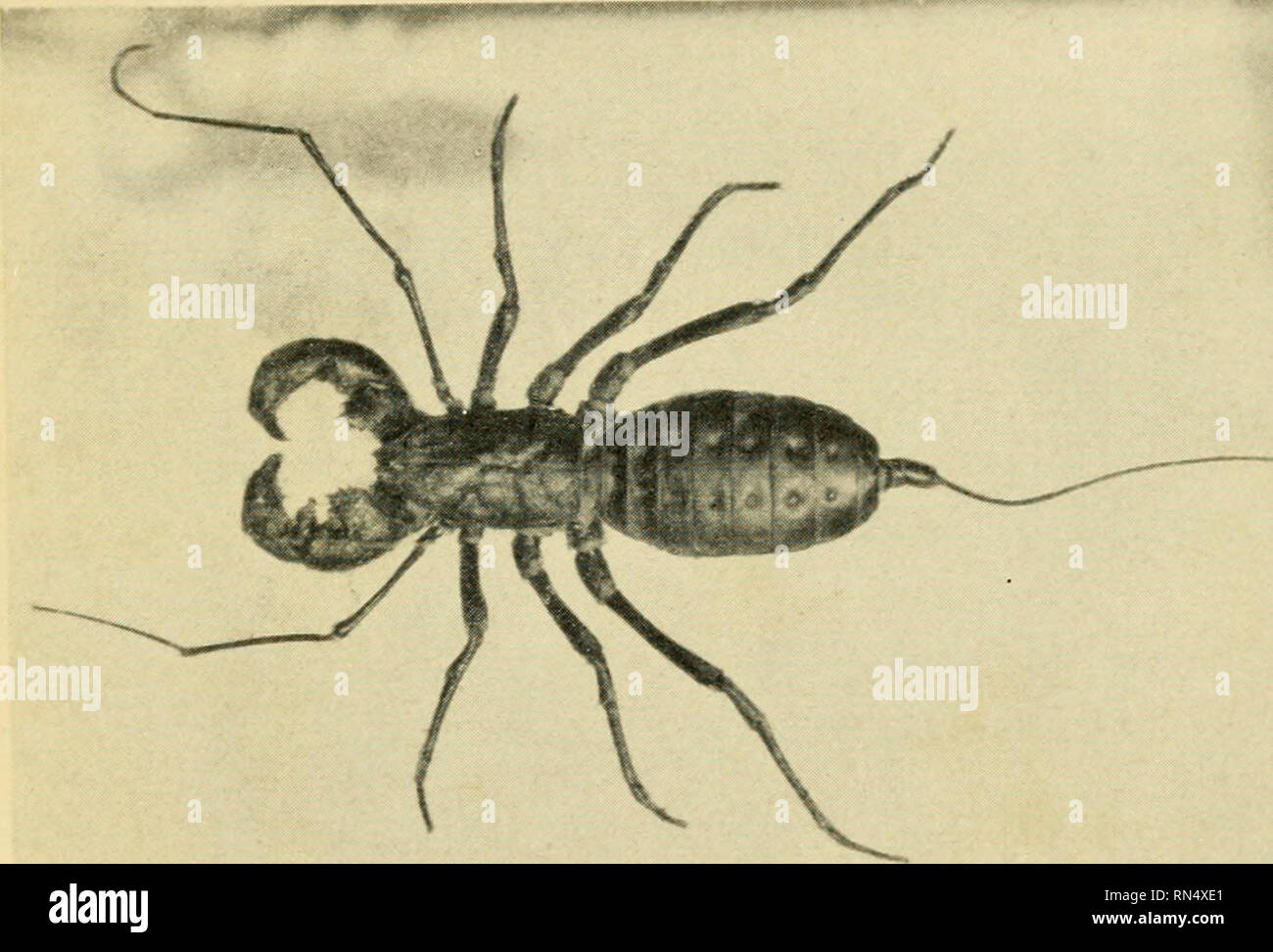 Cave scorpion hi-res stock photography and images - Alamy