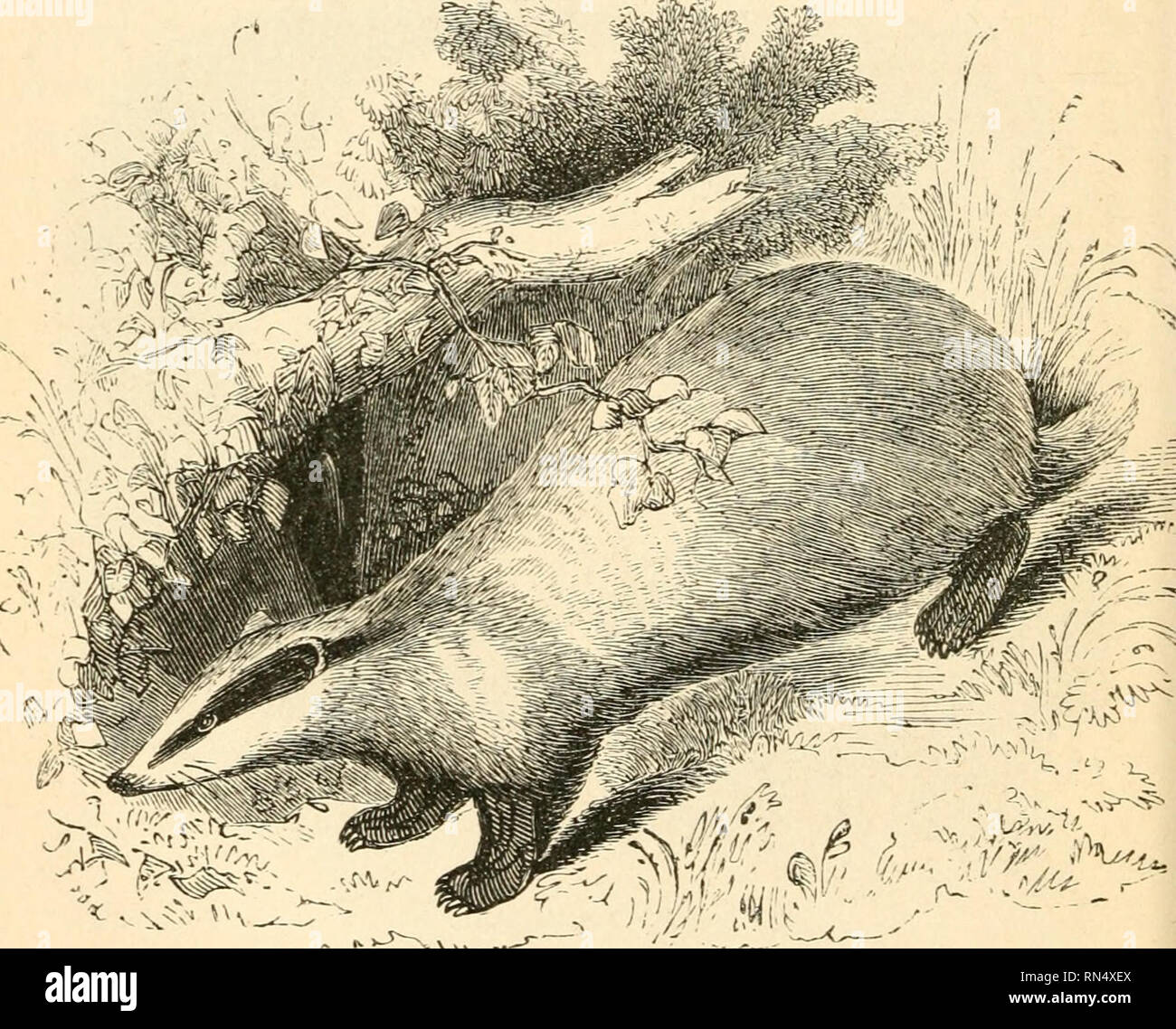 . The animal creation: a popular introduction to zoology. Zoology. 534 ...