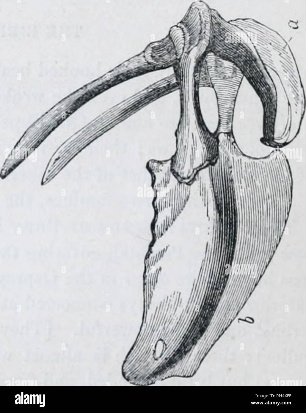 . The animal kingdom : arranged after its organization; forming a ...