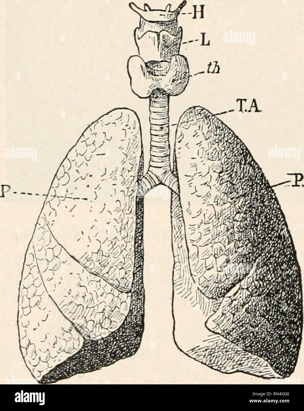 . Animal biology; Human biology. Parts II & III of First course in ...