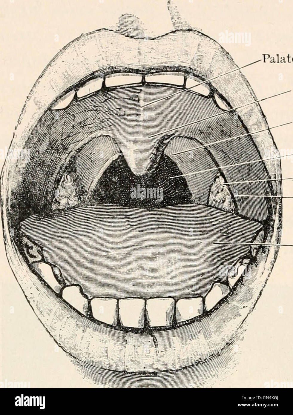 . Animal biology; Human biology. Parts II & III of First course in ...