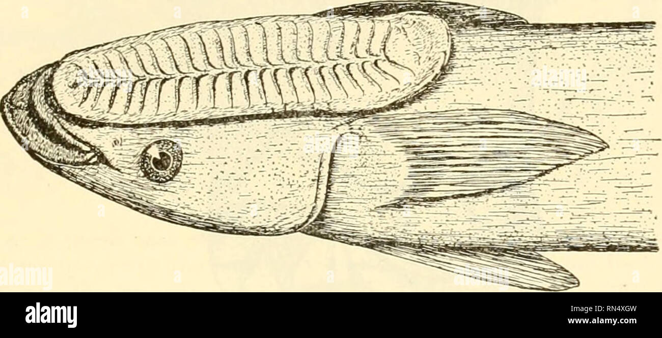 Commensalism Drawing