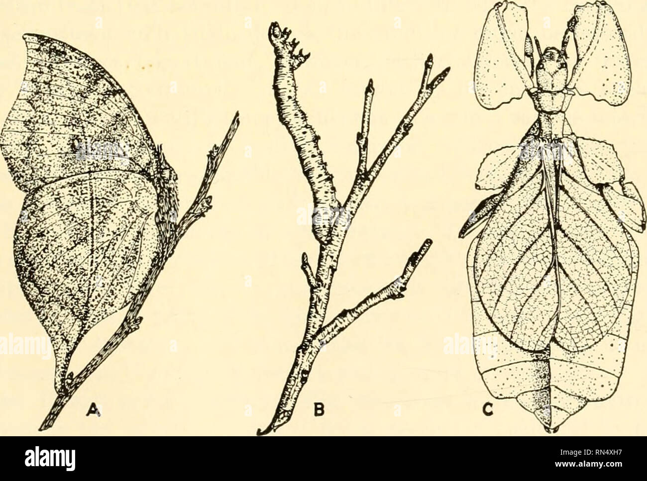. Animal biology. Zoology; Biology. CD H G Fig. 362.—Mimicry. Several ...