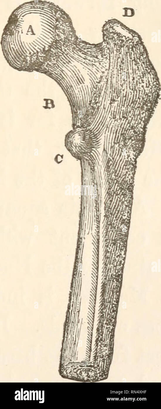 . Animal mechanics. Animal mechanics. BONES AND JOINTS OF THE ...