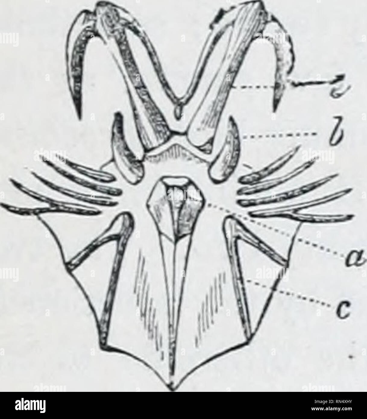 Div triangular hi-res stock photography and images - Alamy