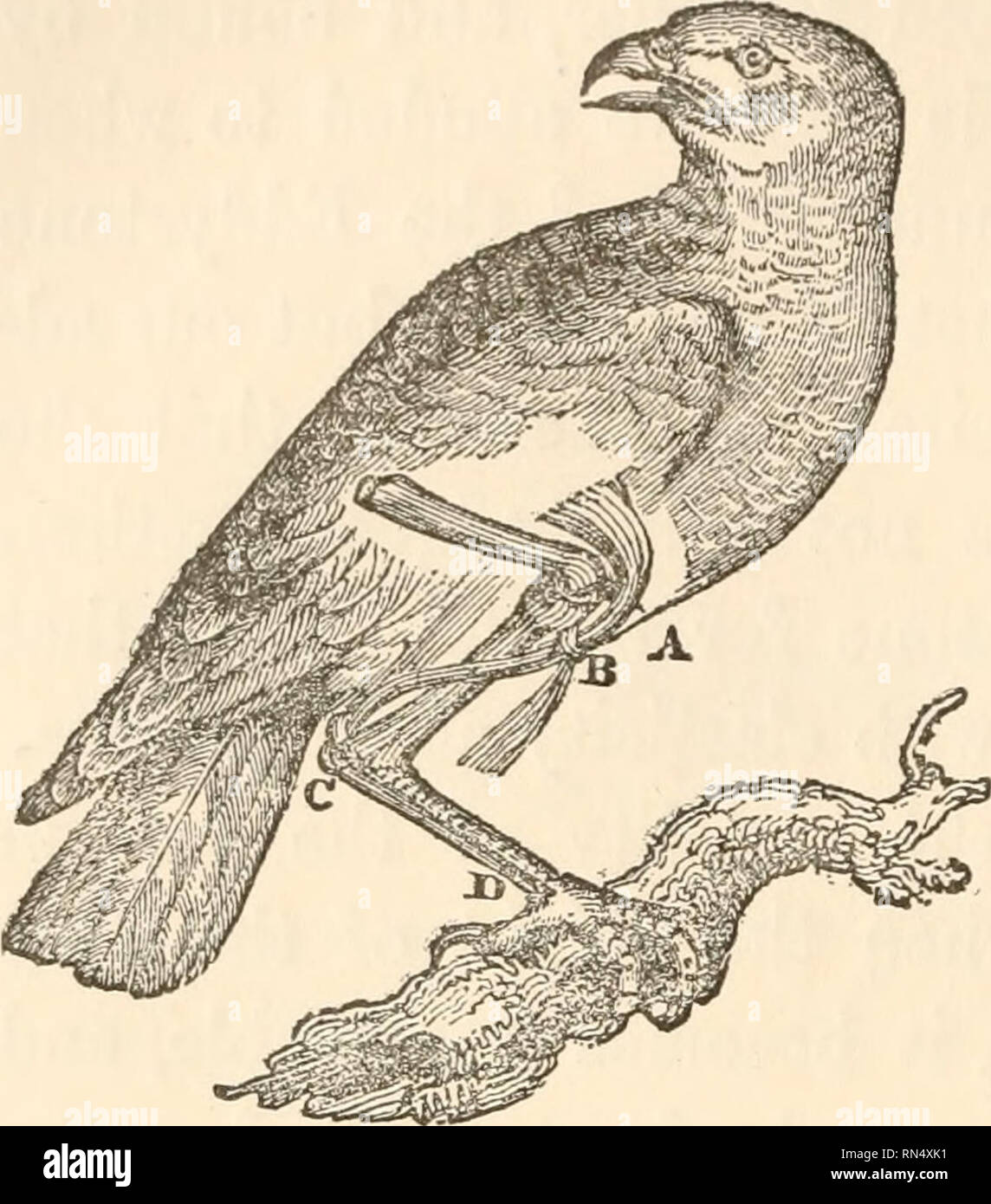 . Animal mechanics. Animal mechanics. 60 ANIMAL MECHANICS. FIG. 13 ...