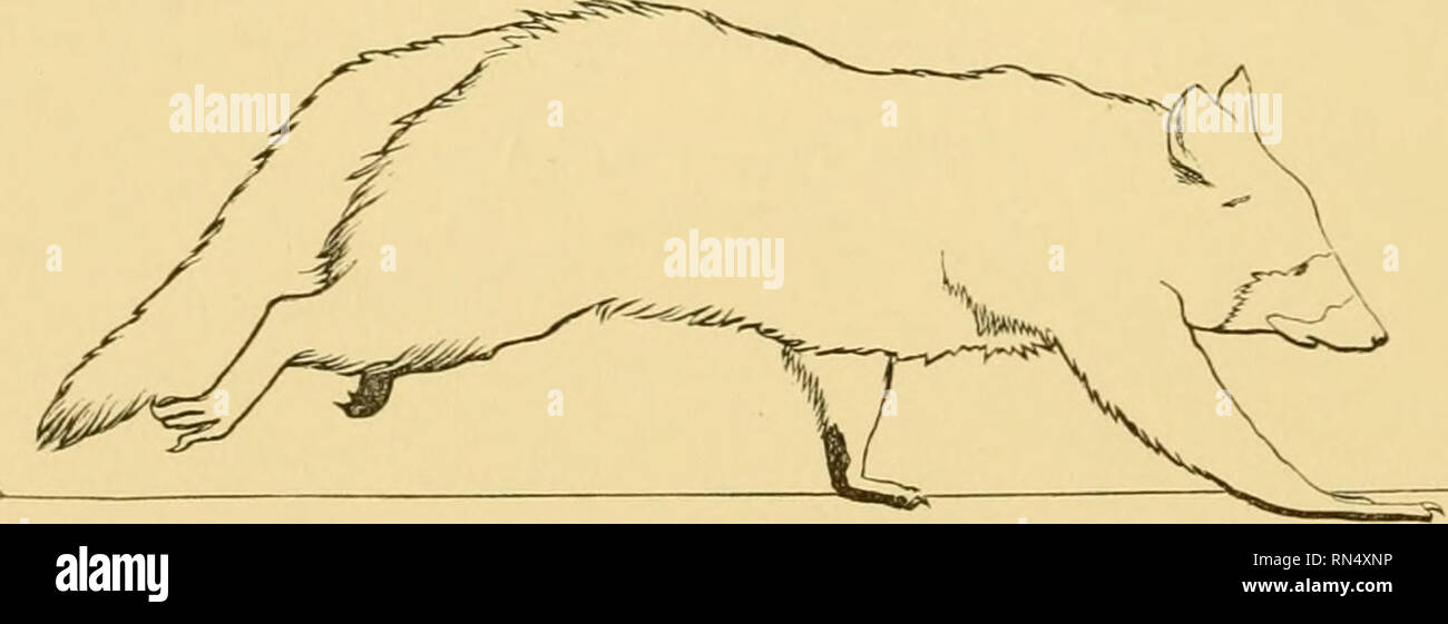 . Animal locomotion : the Muybridge work at the University of ...