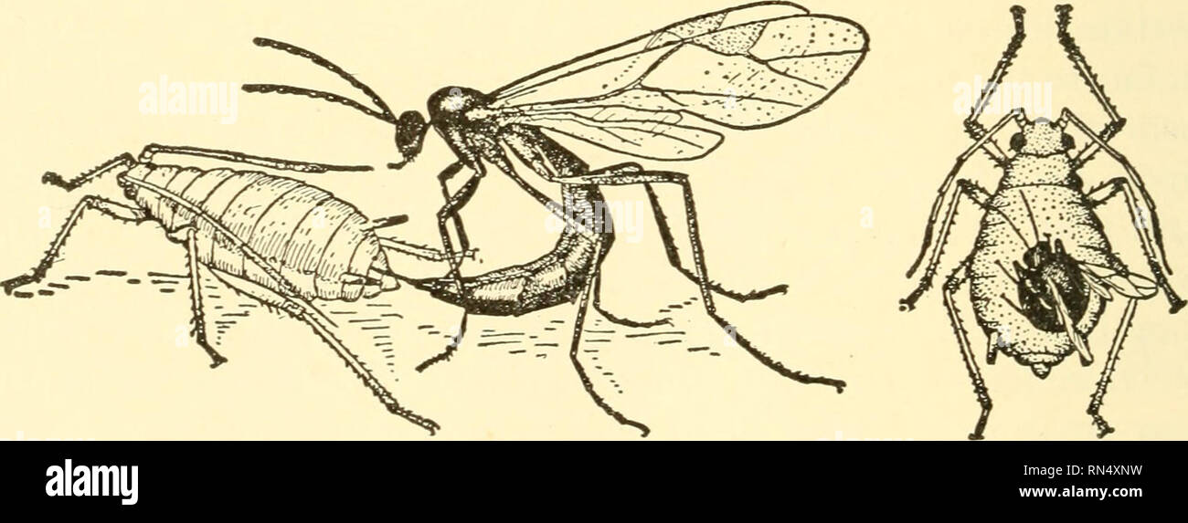 . Animal biology. Biology; Zoology; Physiology. Fig. 264. — Australian ...