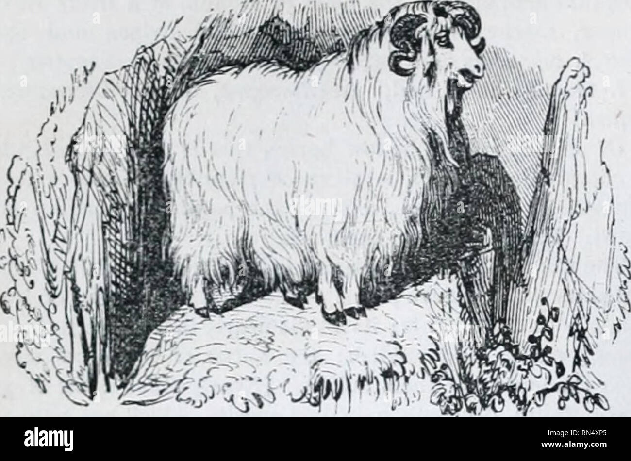 Female angora goat hi-res stock photography and images - Alamy