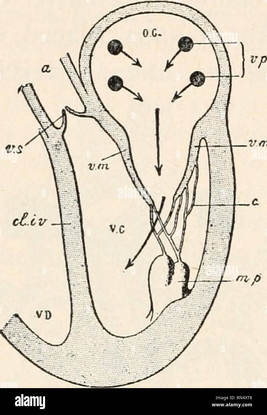 Pulmonary semilunar valve hi-res stock photography and images - Alamy