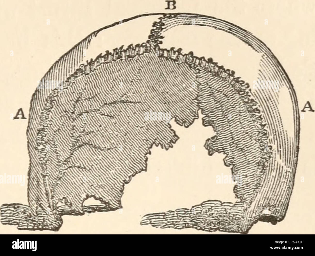 . Animal mechanics. Animal mechanics. ARCHITECTURE OF THE SKULL 17. FIG ...