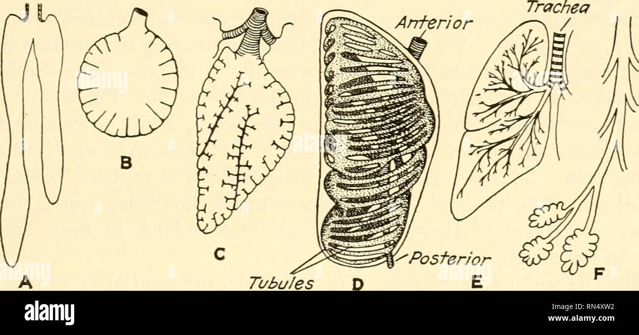 Gastrovascular Cavity
