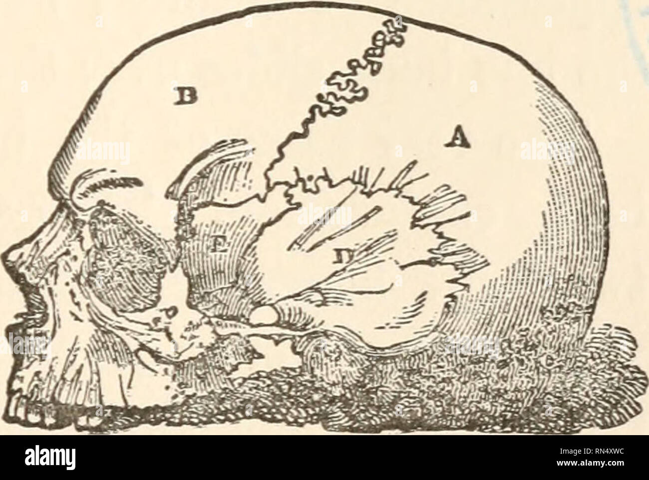 . Animal mechanics. Animal mechanics. ARCHITECTURE OF THE SKULL 13 ...