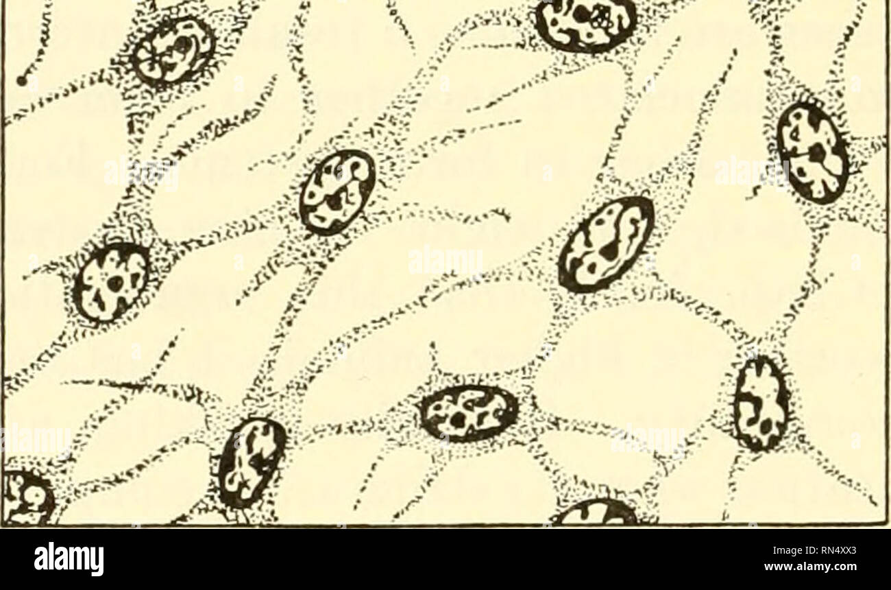 . Animal biology. Zoology; Biology. 464 GENERAL CONSIDERATIONS tion of ...