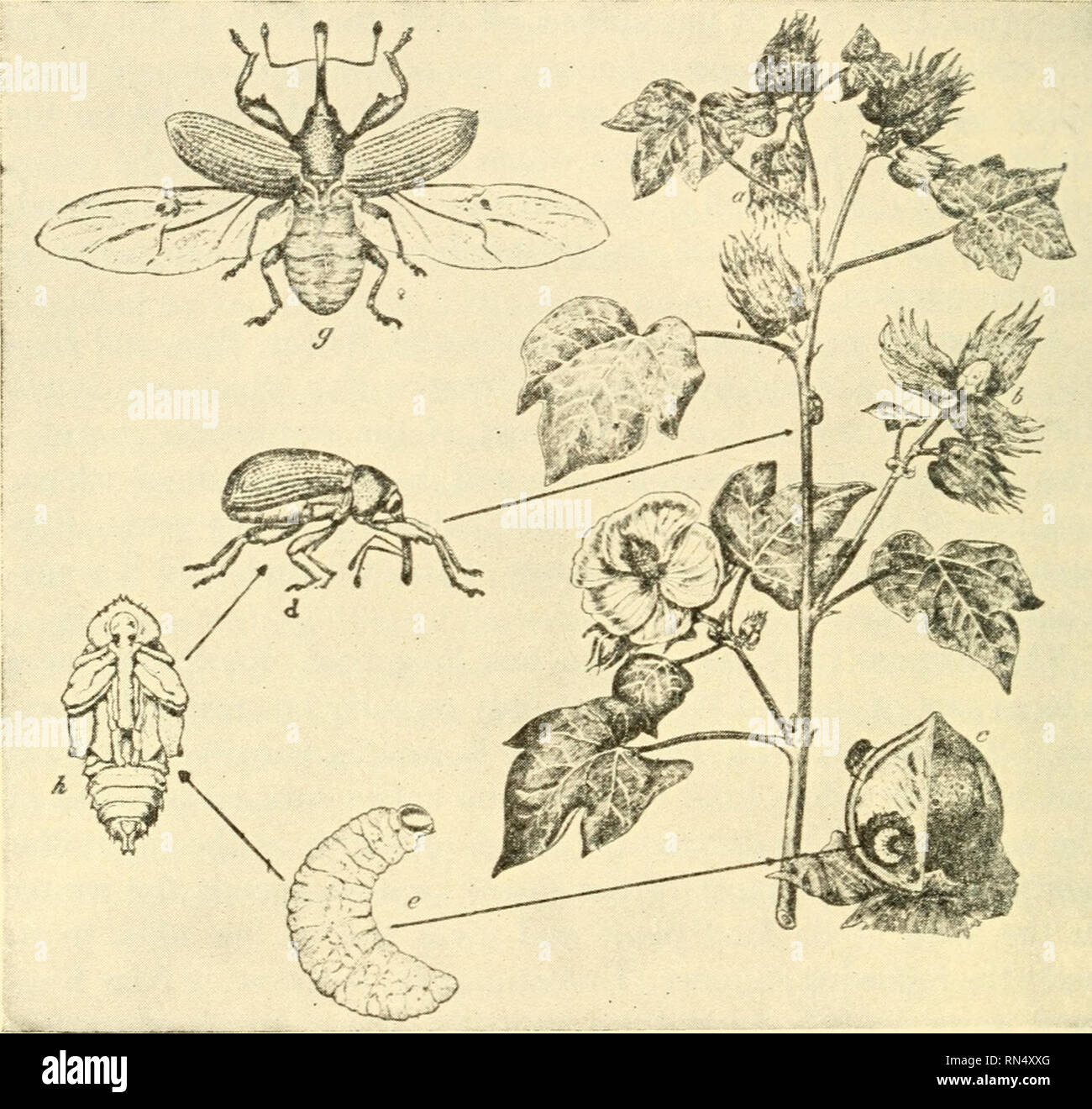 Boll weevil larvae hi-res stock photography and images - Alamy