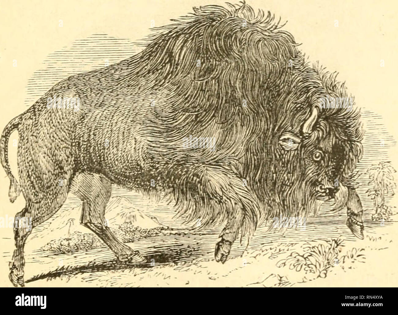 Indian auroch hi-res stock photography and images - Alamy