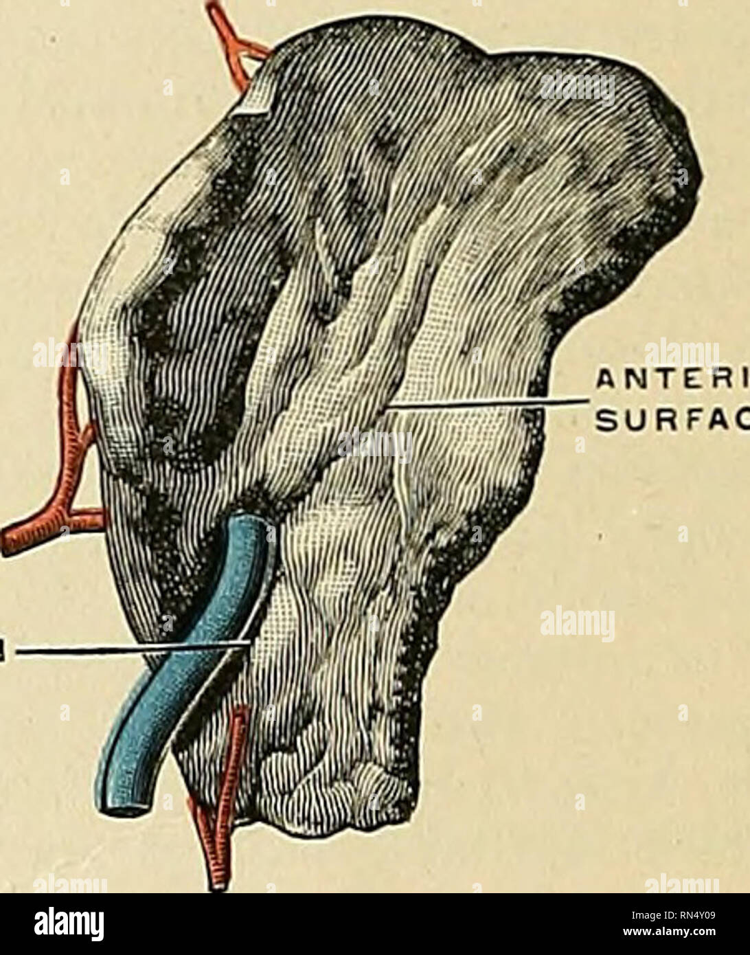 . Anatomy, descriptive and applied. Anatomy. 1448 THE DUCTLESS GLANDS ...