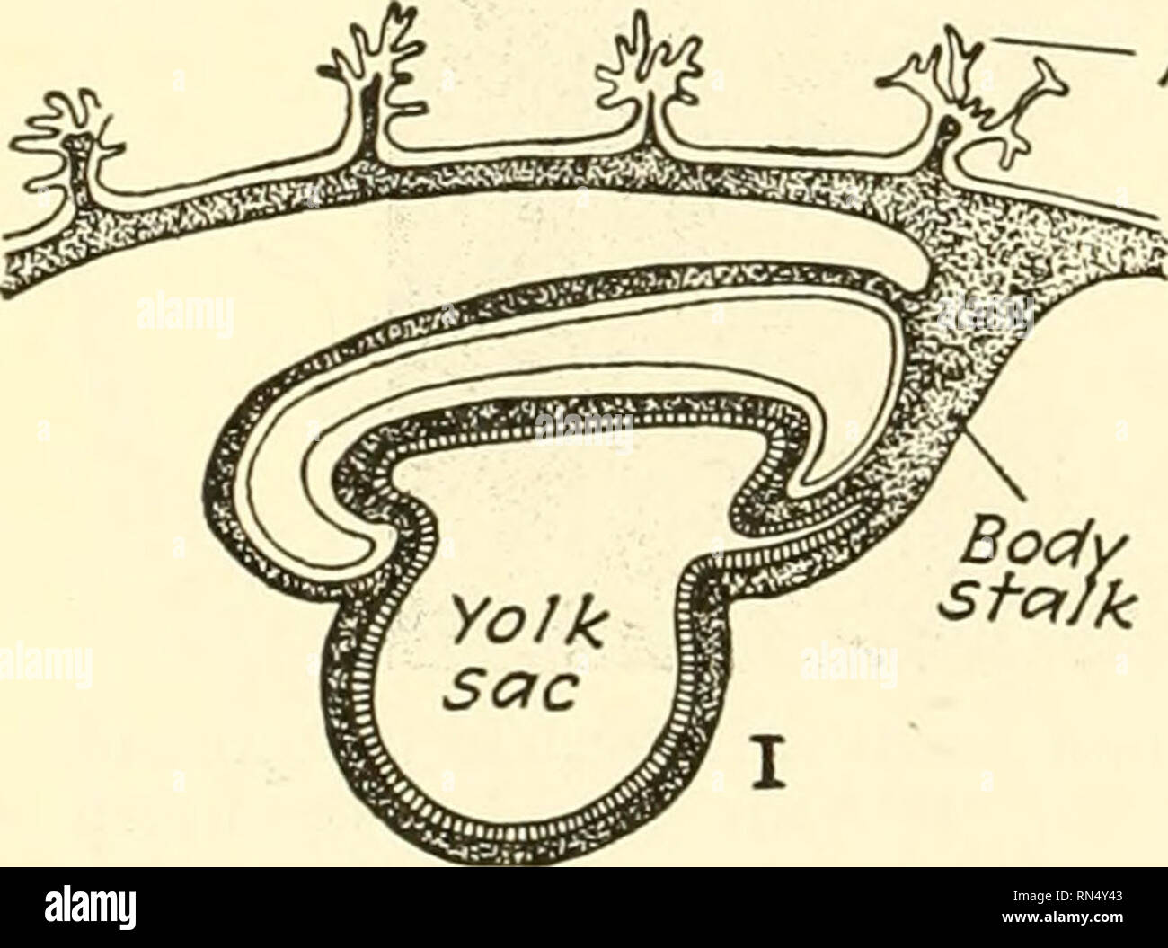 Amniotic Cavity High Resolution Stock Photography and Images - Alamy