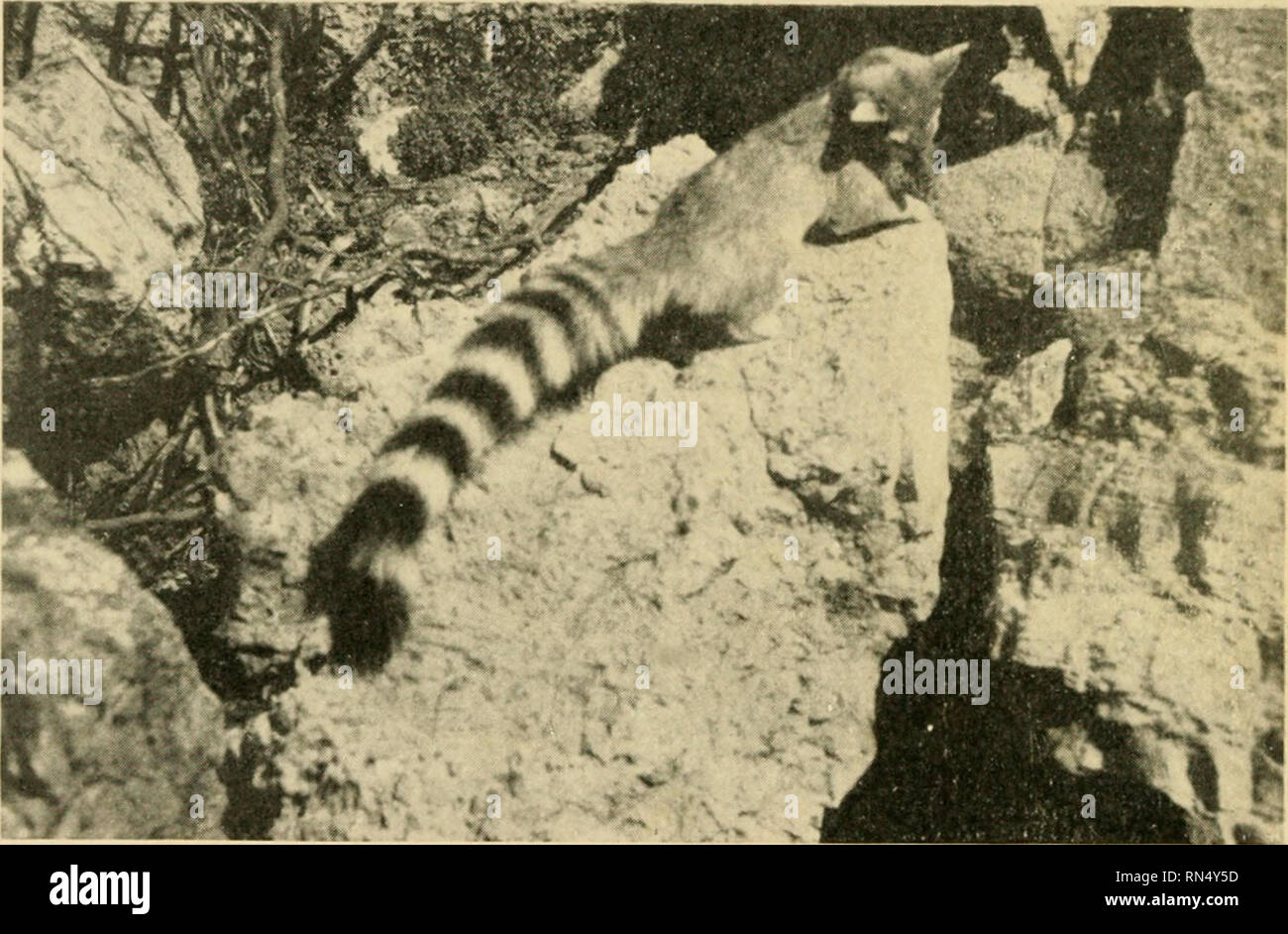 Spotted skunk mexico hi-res stock photography and images - Alamy
