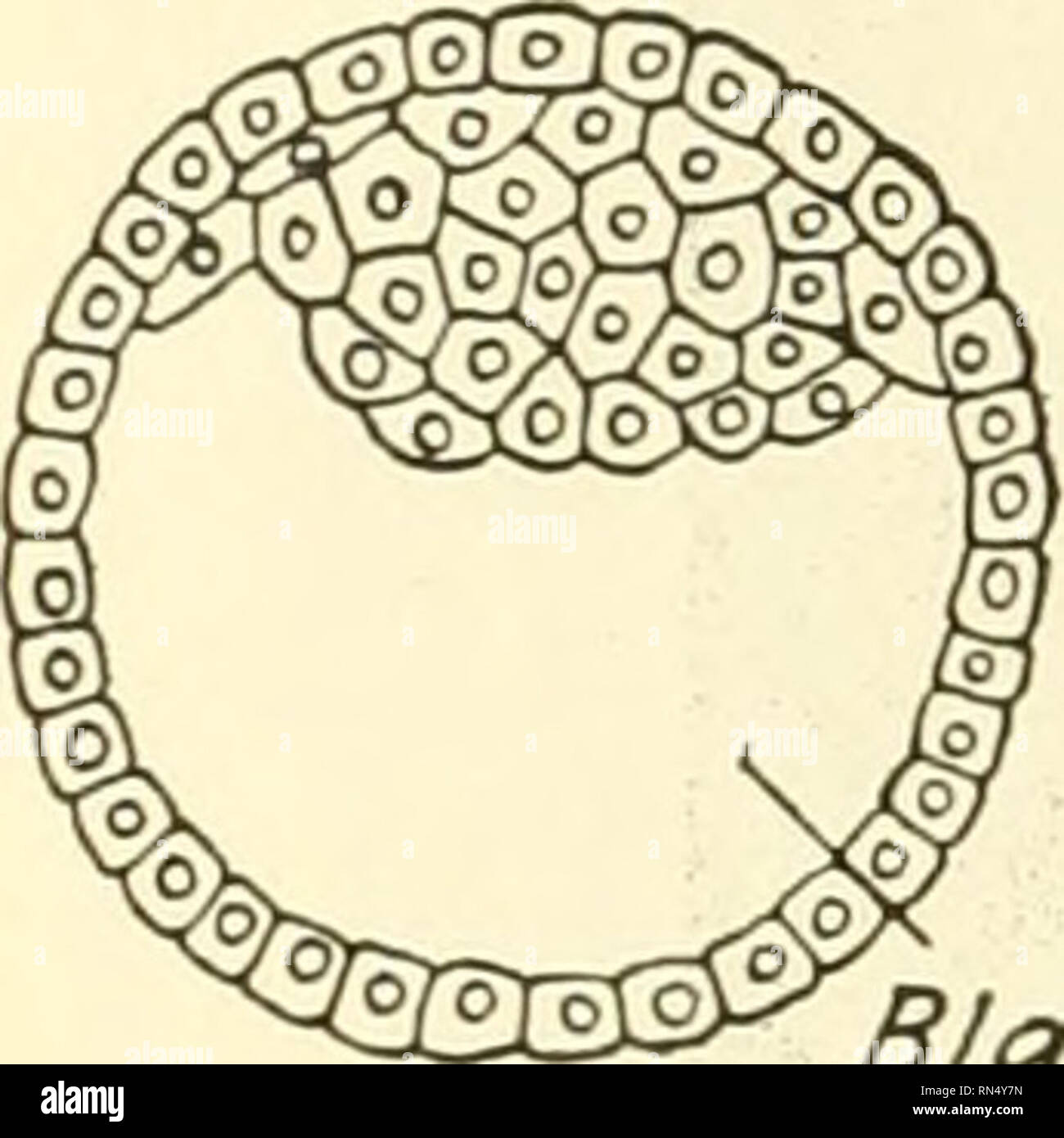 Blastocoel hi-res stock photography and images - Alamy