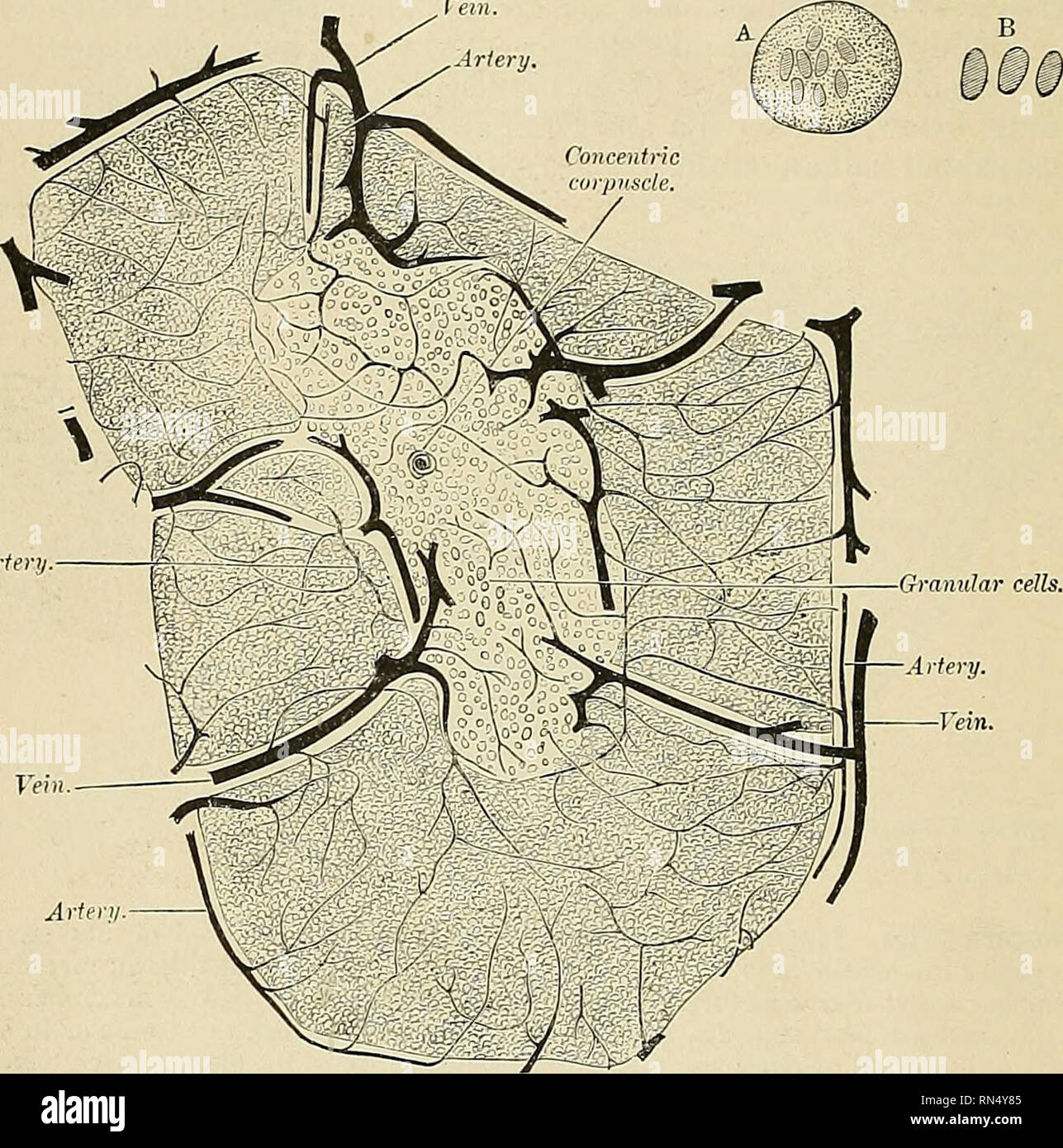 . Anatomy, descriptive and applied. Anatomy. 1442 THE DUCTLESS GLANDS ...